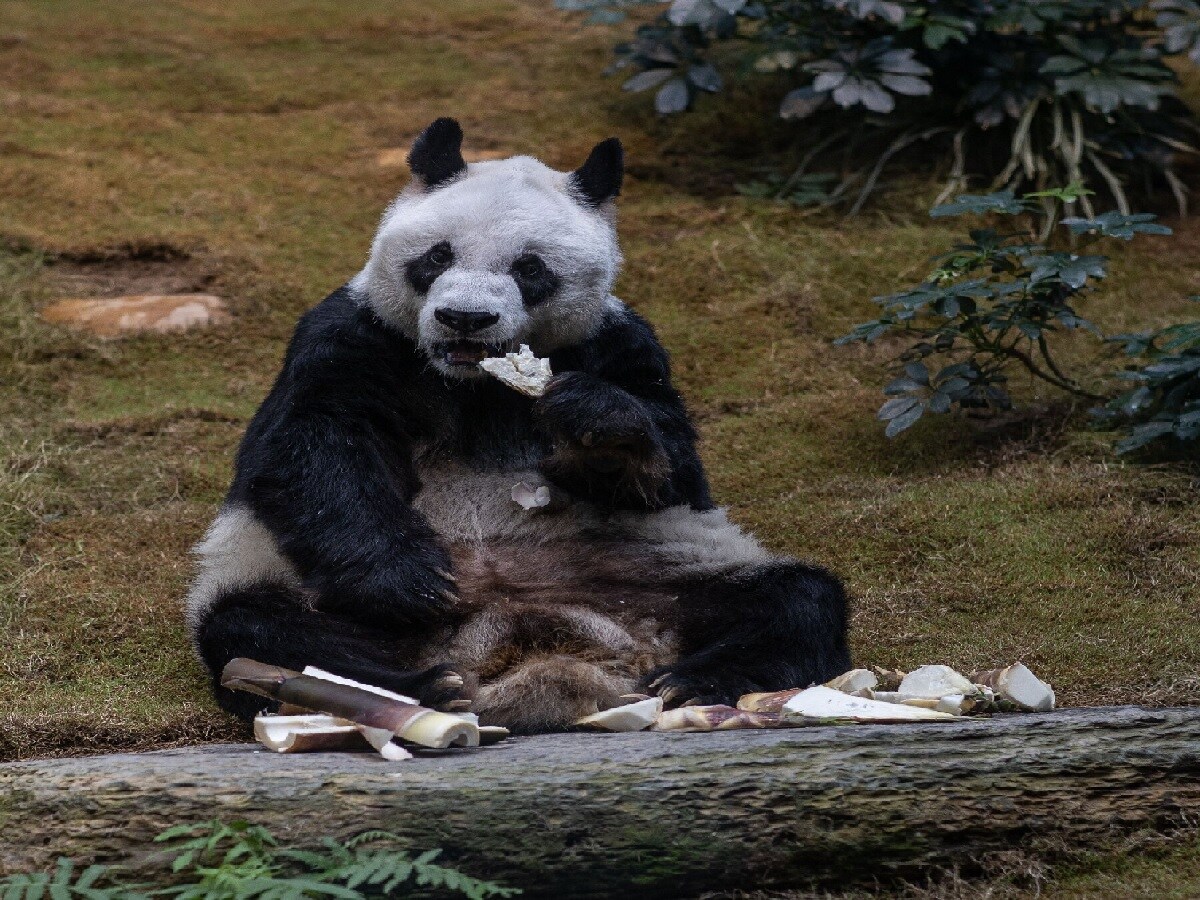 PHOTOS: दुनिया के सबसे बूढ़े पांडा की मौत, इसलिए दी गई इच्छामृत्यु ...