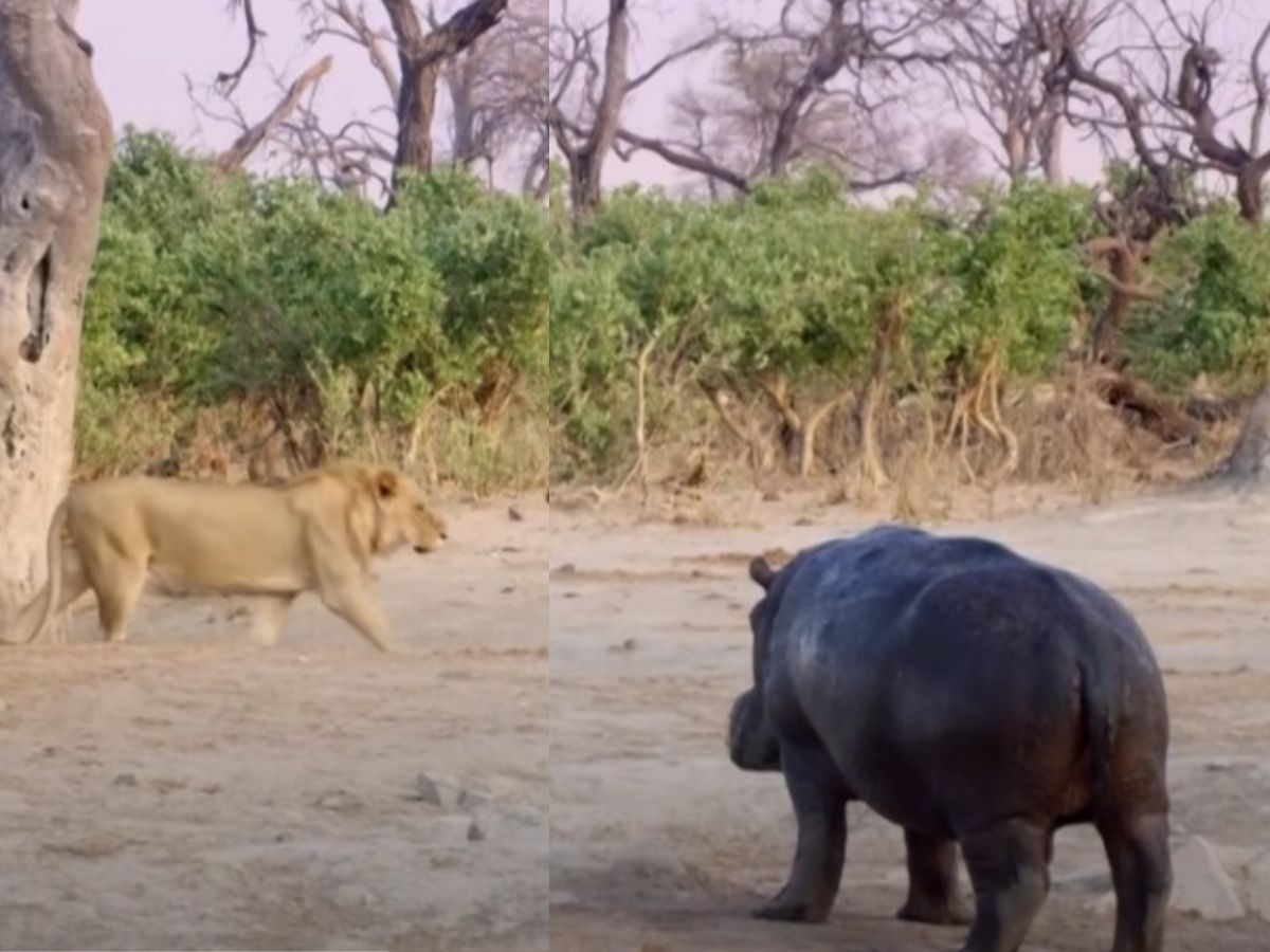 एक तरफ हिप्पो तो दूसरी तरफ शेर का पूरा परिवार, कौन मारेगा इस भयंकर ...