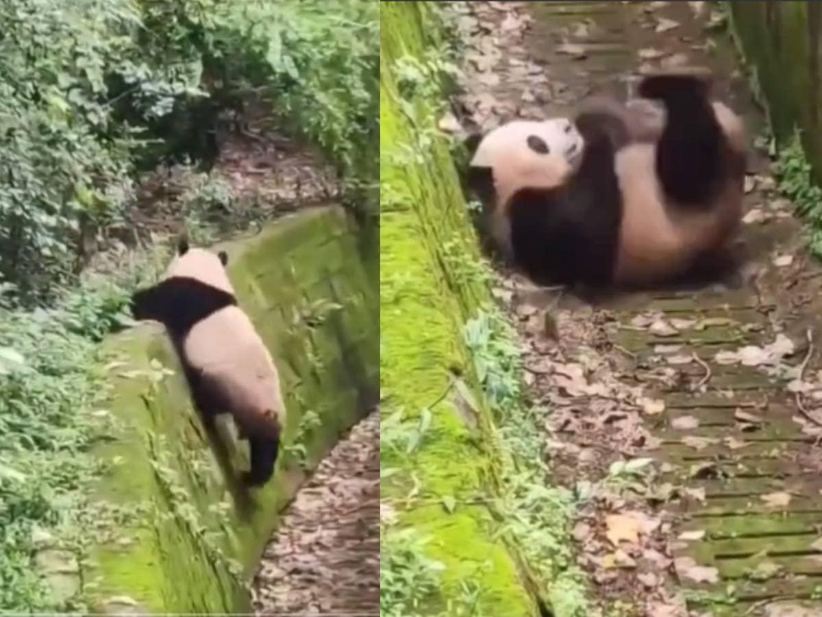 Video : मस्ती करते हुए पांडा का प्यारा सा वीडियो, करोड़ों लोगों के ...