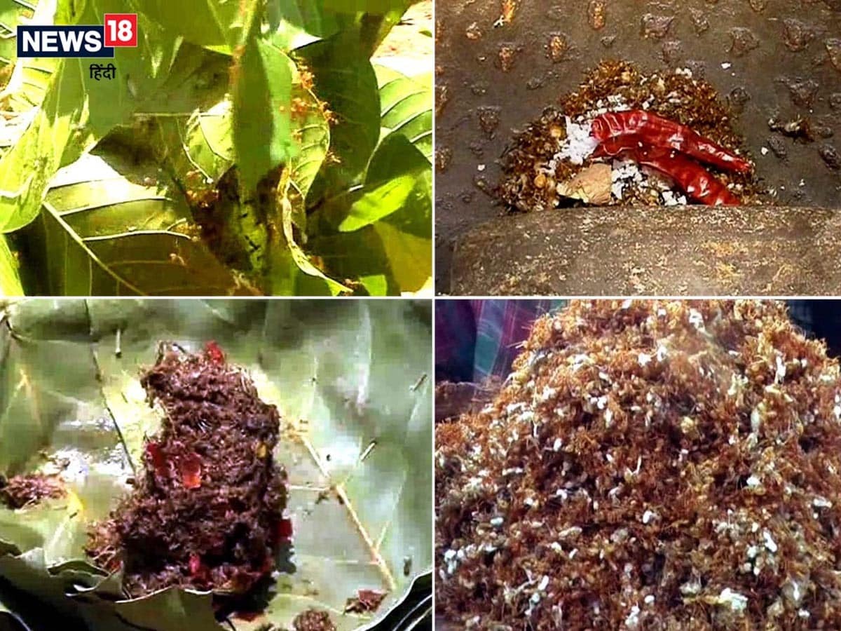 लाल चींटी की चटनी खाई है क्या आपने? बस्तरिया फूड अब शहरों में भी हो रहा ...