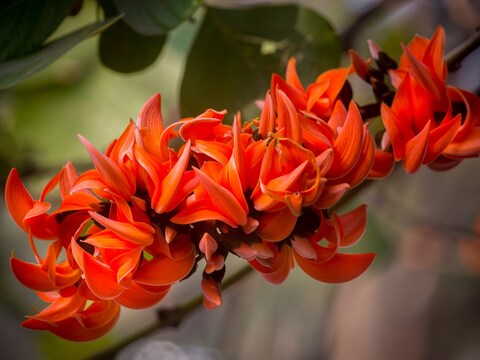 Vastu Tips: इस फूल को घर में पैसों के स्थान पर रखें, नहीं होगी कभी धन ...