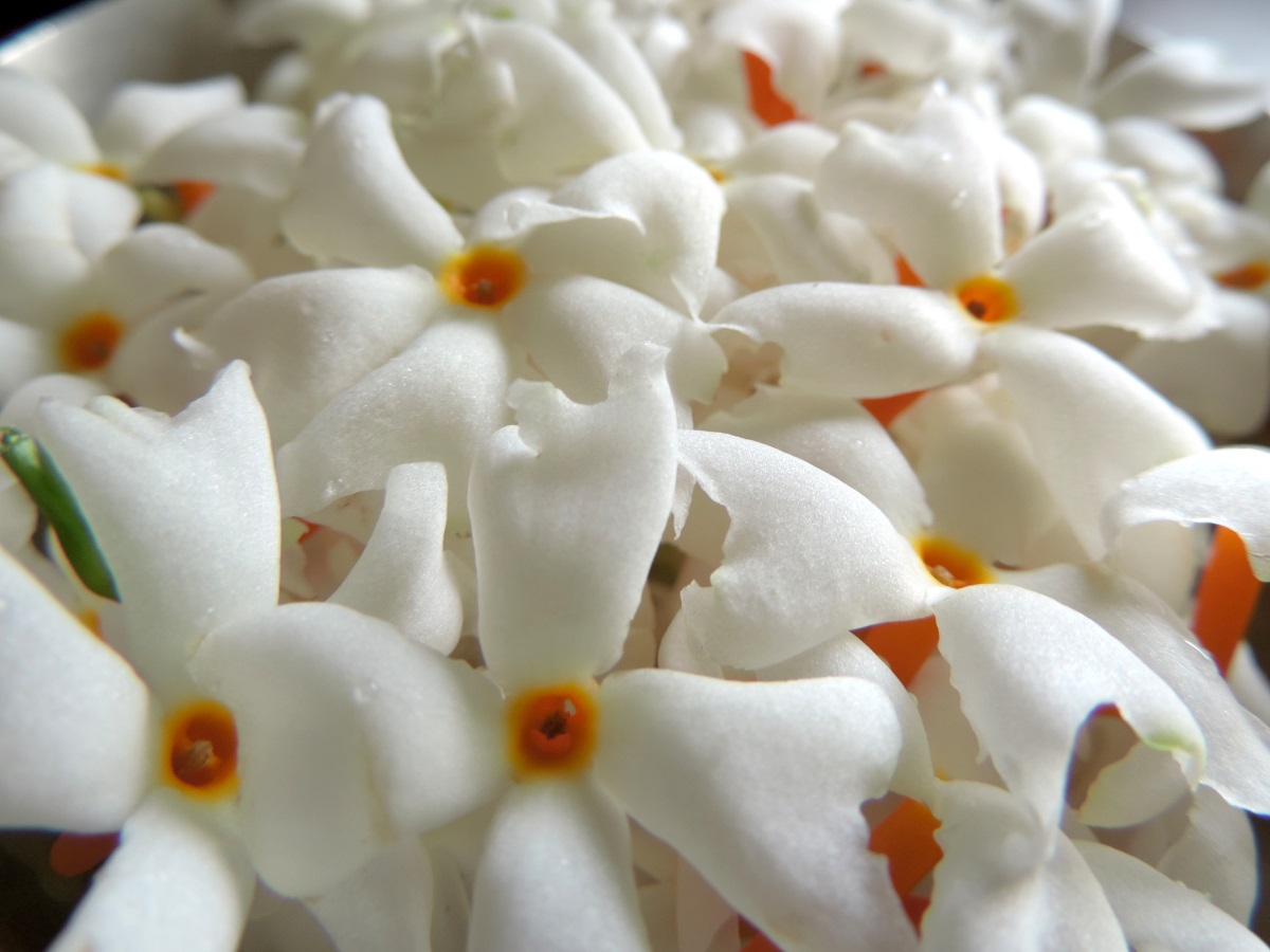 Parijat Flower In Hindi | Best Flower Site