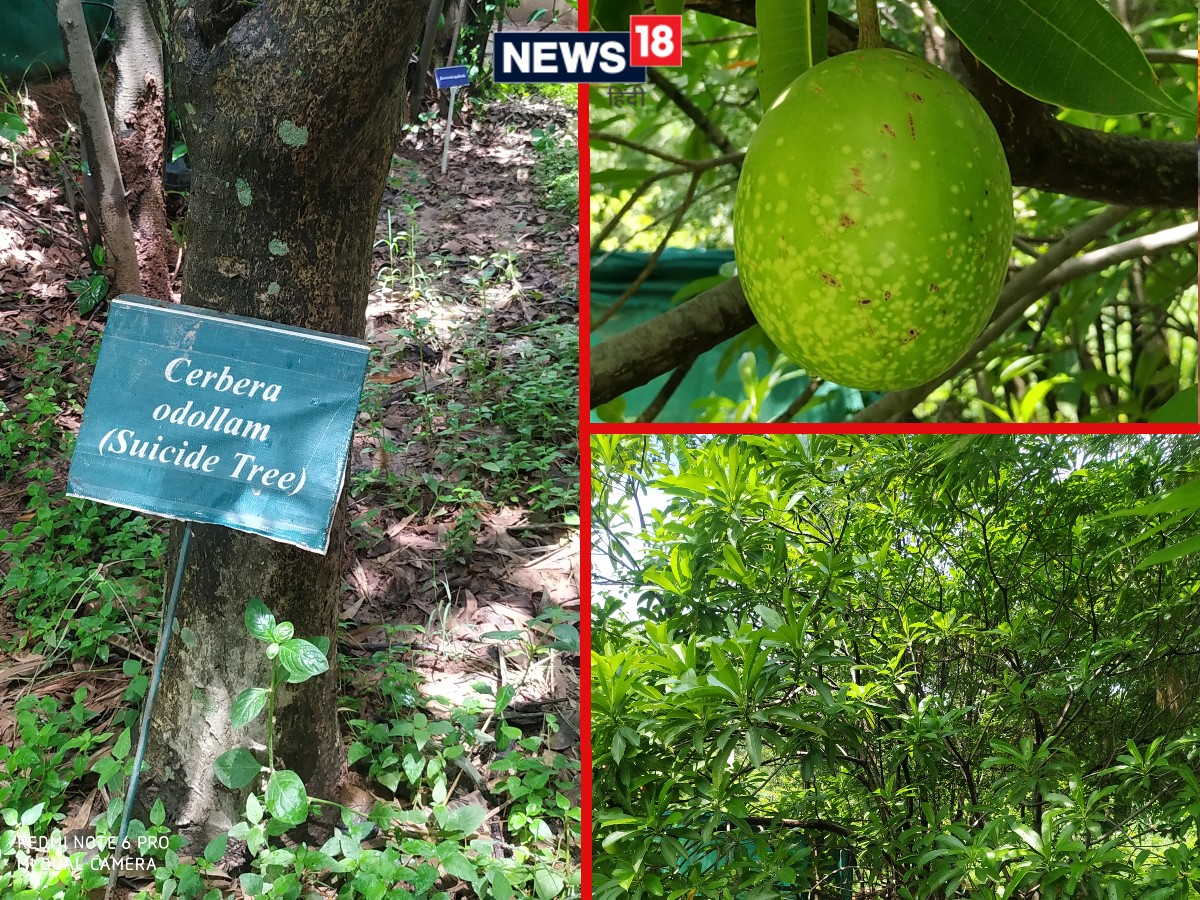 OMG News: झारखंड का सुसाइड ट्री, जिसने भी इसका फल चखा, वह इस दुनिया में ...