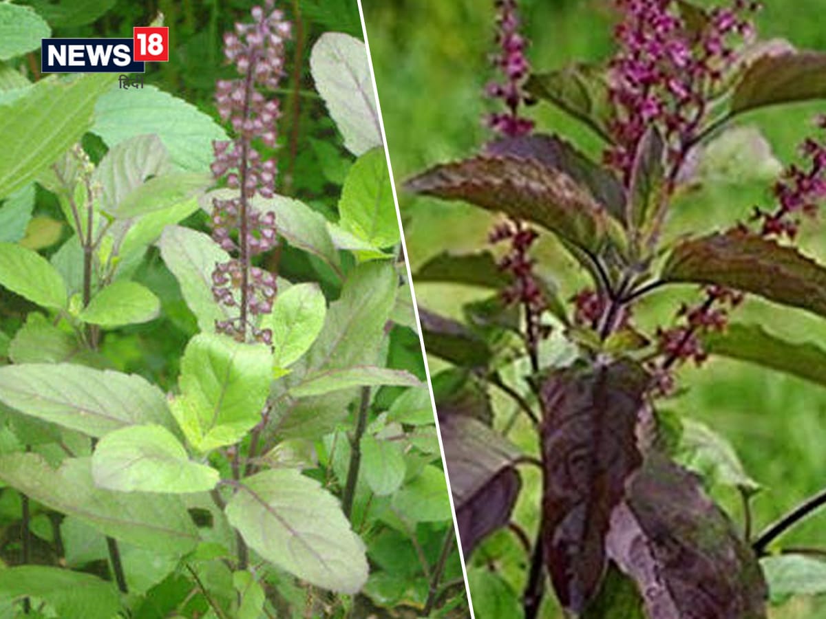 रामा-श्यामा तुलसी में क्या अंतर है? जानें इन्हें किस दिन लगाना होता है ...
