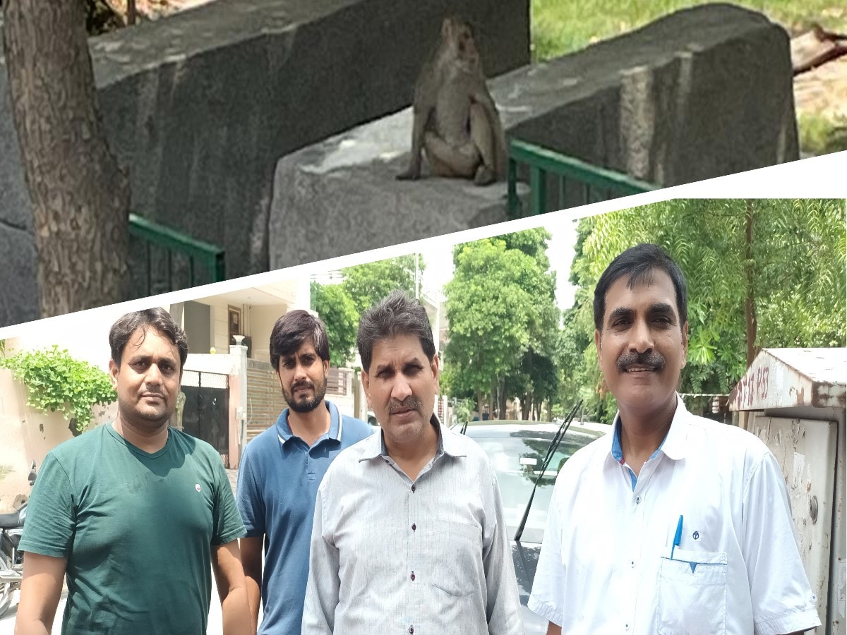 UP News: नोएडा के इस सेक्टर बंदरों के आतंक से हड़कंप, जानिए कौन हैं ...