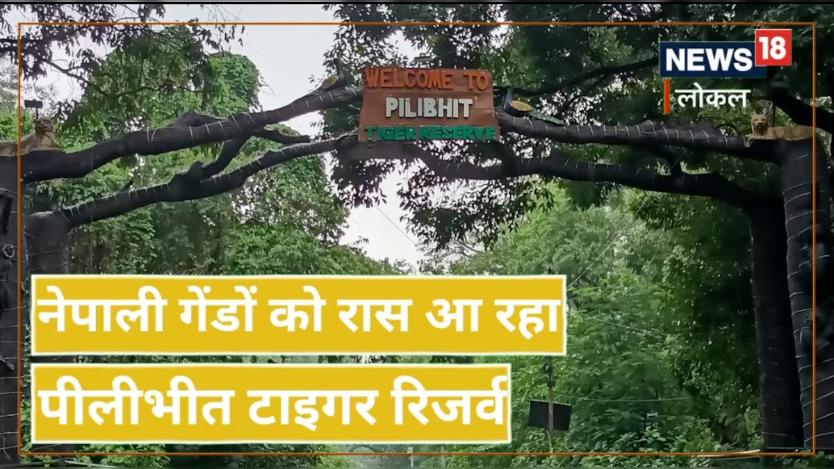 Pilibhit Tiger Reserve : नेपाली गैंडों को रास आ रहा पीलीभीत का जंगल ...