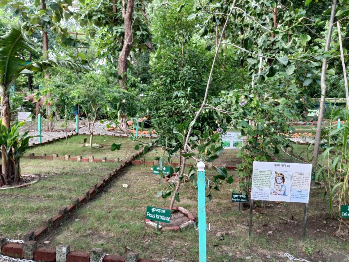 Janmashtami 2022: कान्हा को प्रिय थे ये 5 पौधे, हल्द्वानी की ...