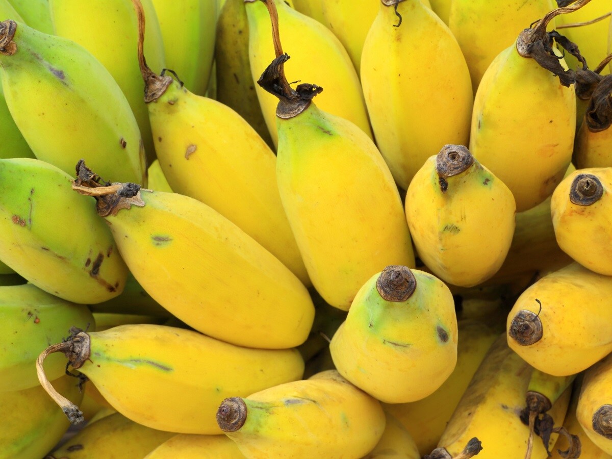 खतरे में क्यों हैं दुनिया भर के केले और परमाणु तकनीक कैसे बचा सकती है ...