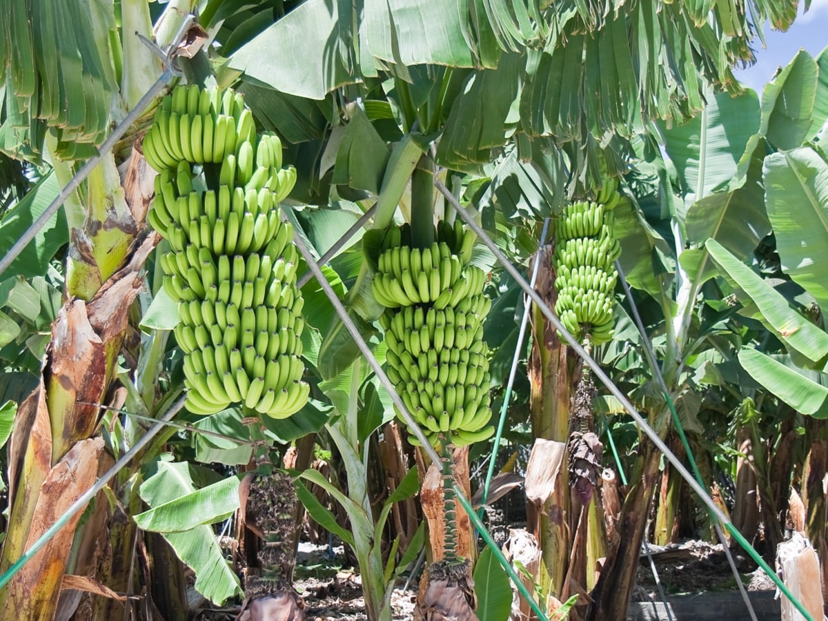 खतरे में क्यों हैं दुनिया भर के केले और परमाणु तकनीक कैसे बचा सकती है ...