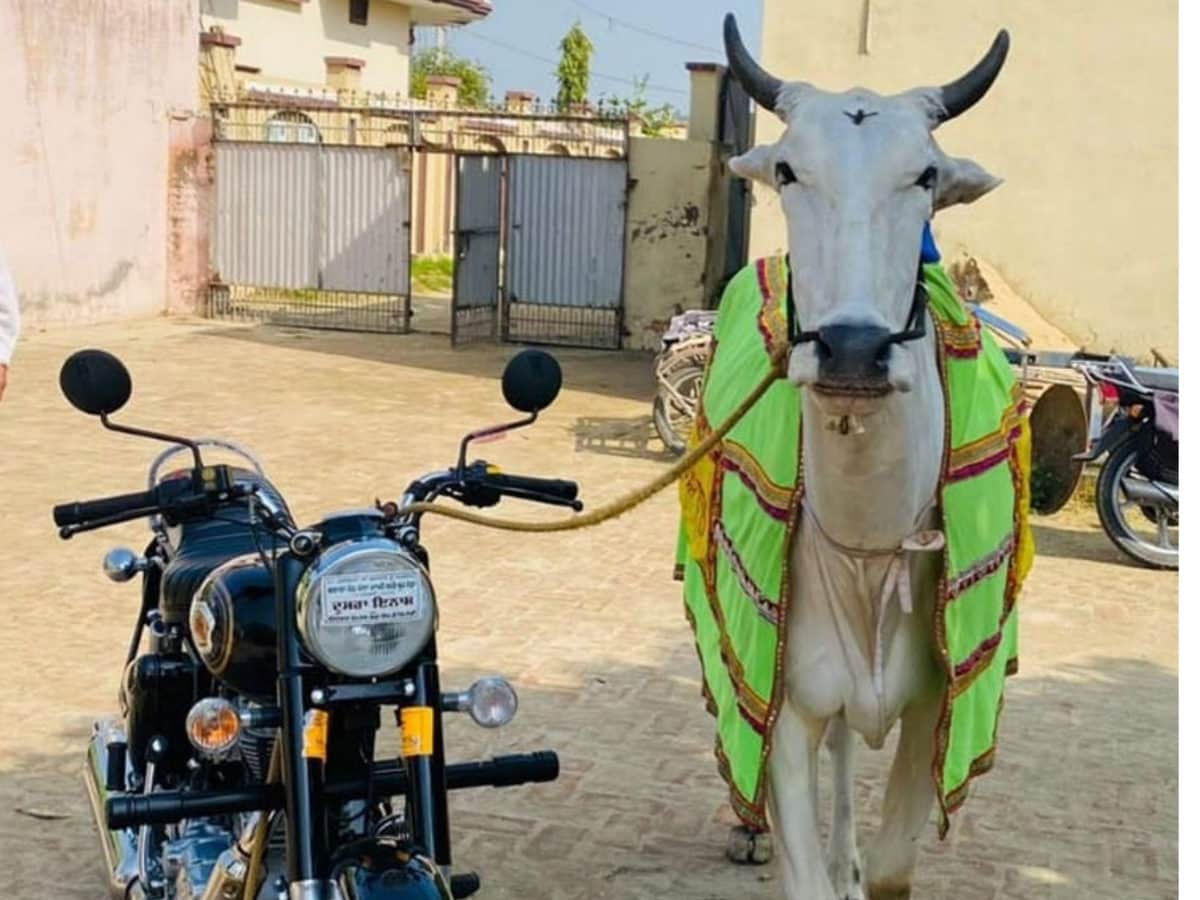 45 बाइक और एक ट्रैक्टर जीतने वाले बैल की लंपी स्किन से मौत, मालिक अब ...