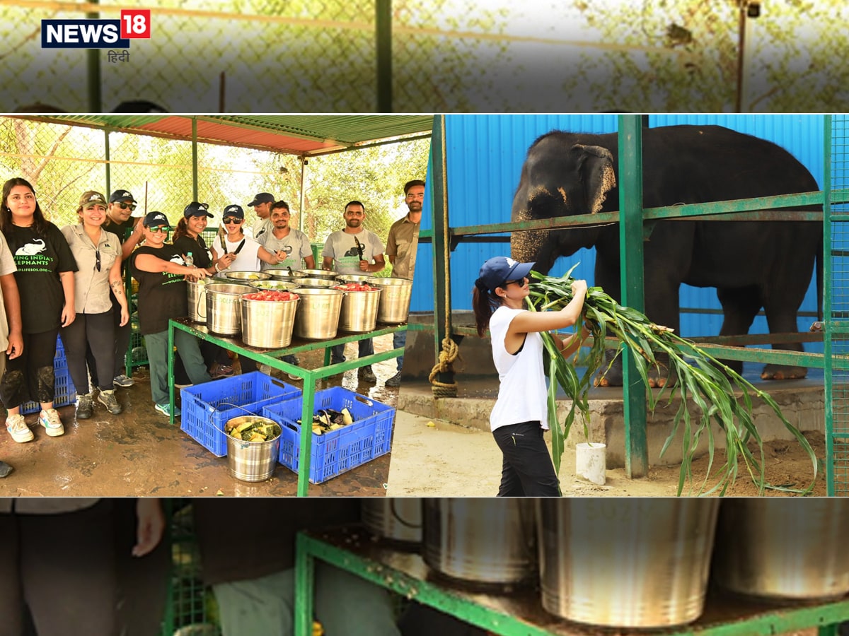 World Elephant Day: अभिनेत्री जेनिफर विंगेट ने मथुरा में देखा कैसे कम ...