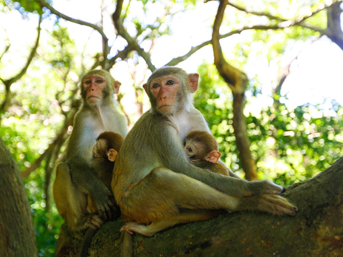 किसके साथ रहकर ज्यादा लंबा जीवन जी लेती हैं मादा बंदर? - female monkeys ...