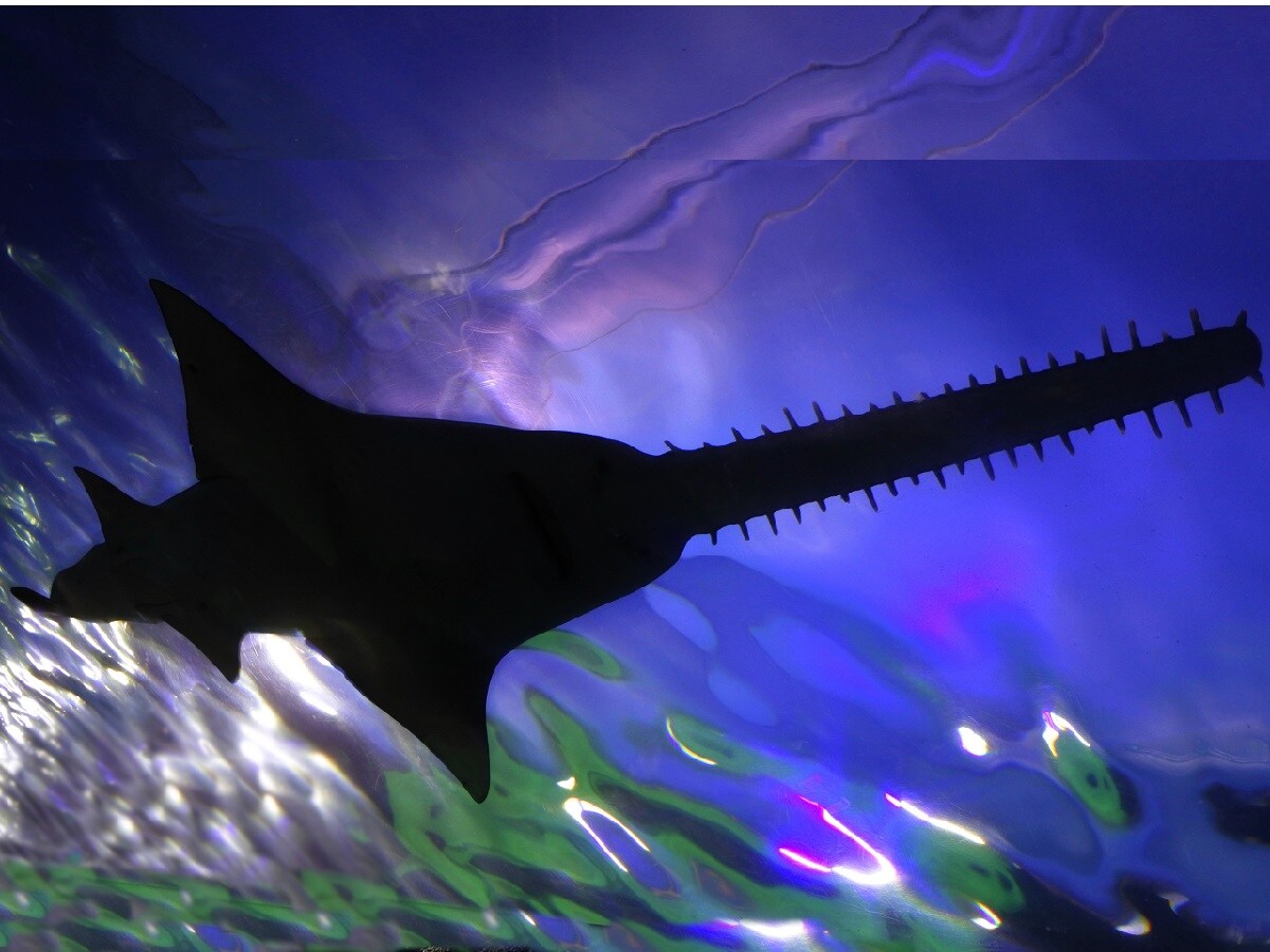 मुंह के अंदर नहीं हुआ था दातों का विकास, जीवाश्म ने किया खुलासा ...