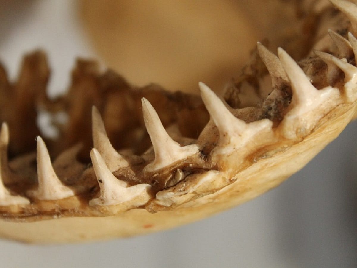 मुंह के अंदर नहीं हुआ था दातों का विकास, जीवाश्म ने किया खुलासा ...