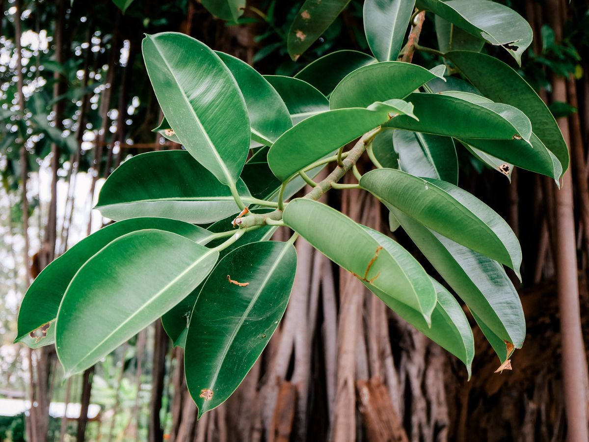 Banyan Tree Worship: बरगद के पेड़ की पूजा क्यों की जाती है, जानें इसका ...