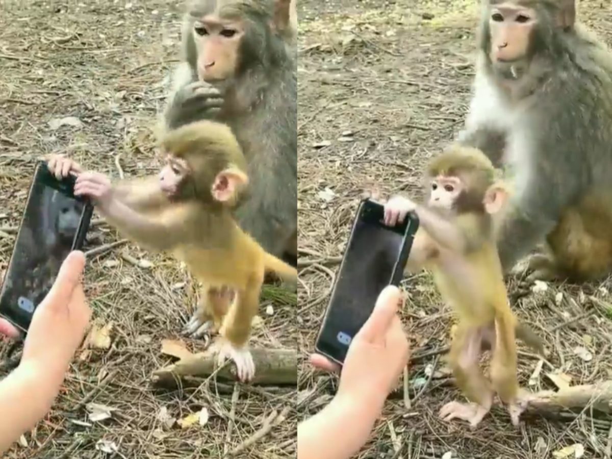अब जानवर भी होने लगे गैजेट प्रेमी, शख्स के हाथ से स्मार्टफोन छीनता दिखा ...