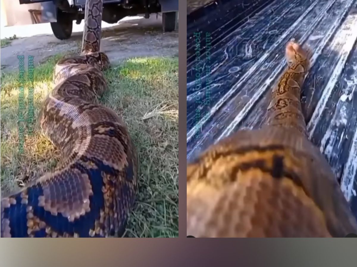 छोटे से ट्रक पर चढ़ता दिखाई दिया विशालकाय अजगर, वीडियो देख खुली की खुली ...