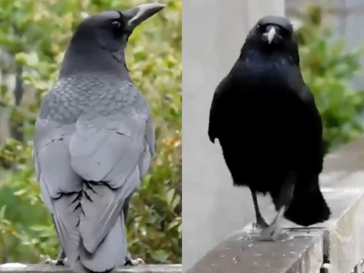 मटक मटककर चलते कौवे के फैशन शो ने बनाया दीवाना, वीडियो देख लोग बोले ...