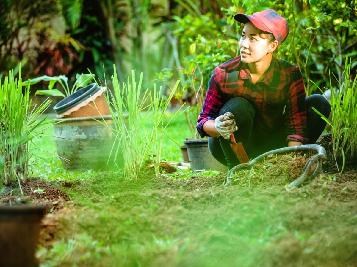 मच्छरों को घर से दूर भगाने के लिए घर के गमलों में लगाएं ये पौधे - small ...