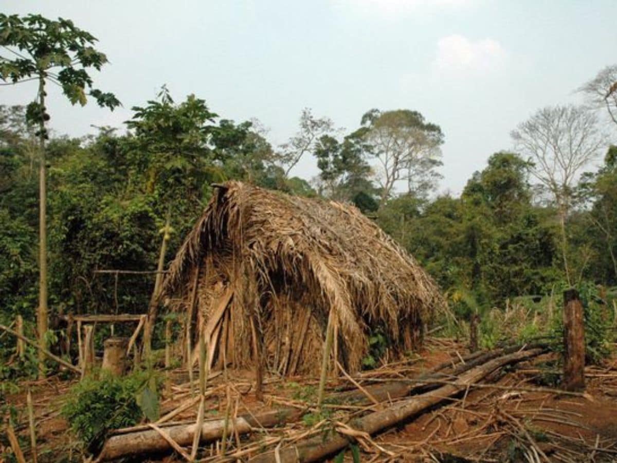 अमेजन में रहने वाली दुर्लभ जनजाति हो गई विलुप्त, जंगल में मृत मिला ...