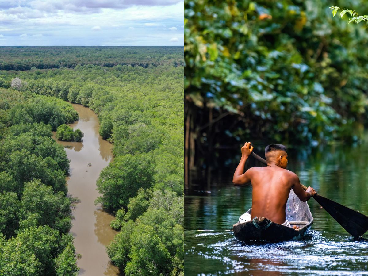 अमेजन में रहने वाली दुर्लभ जनजाति हो गई विलुप्त, जंगल में मृत मिला ...
