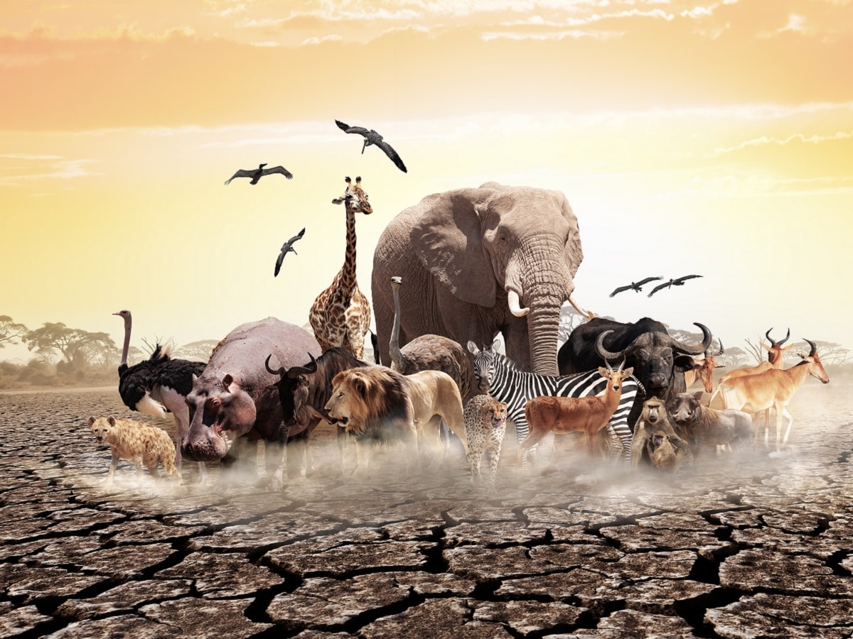जलवायु परिवर्तन से कौन से जानवर अच्छे से निपट सकेंगे? - which animals ...