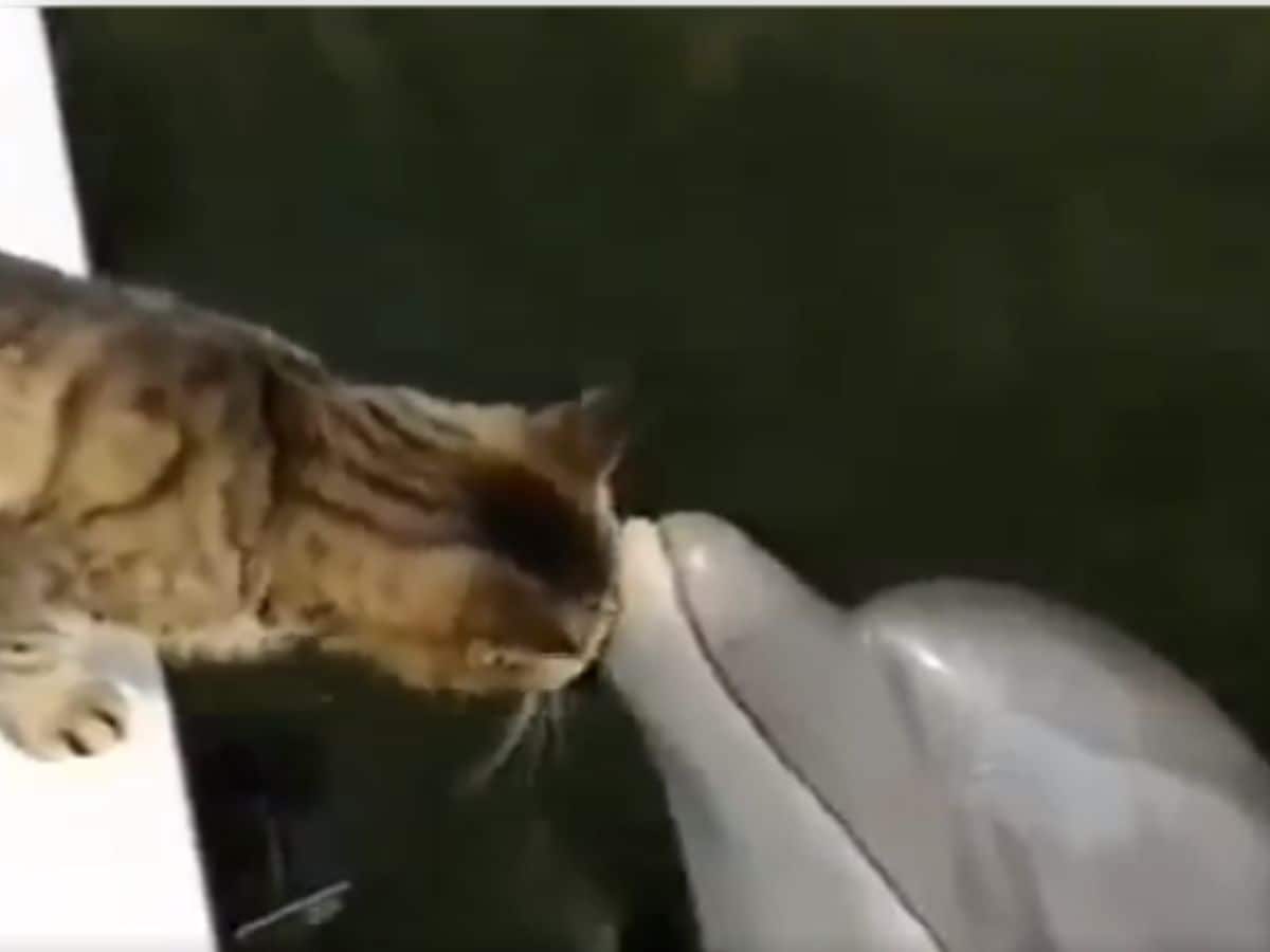 VIDEO: कभी देखी है मछली और बिल्ली की दोस्ती? डॉल्फिन को चूमता देख दंग ...