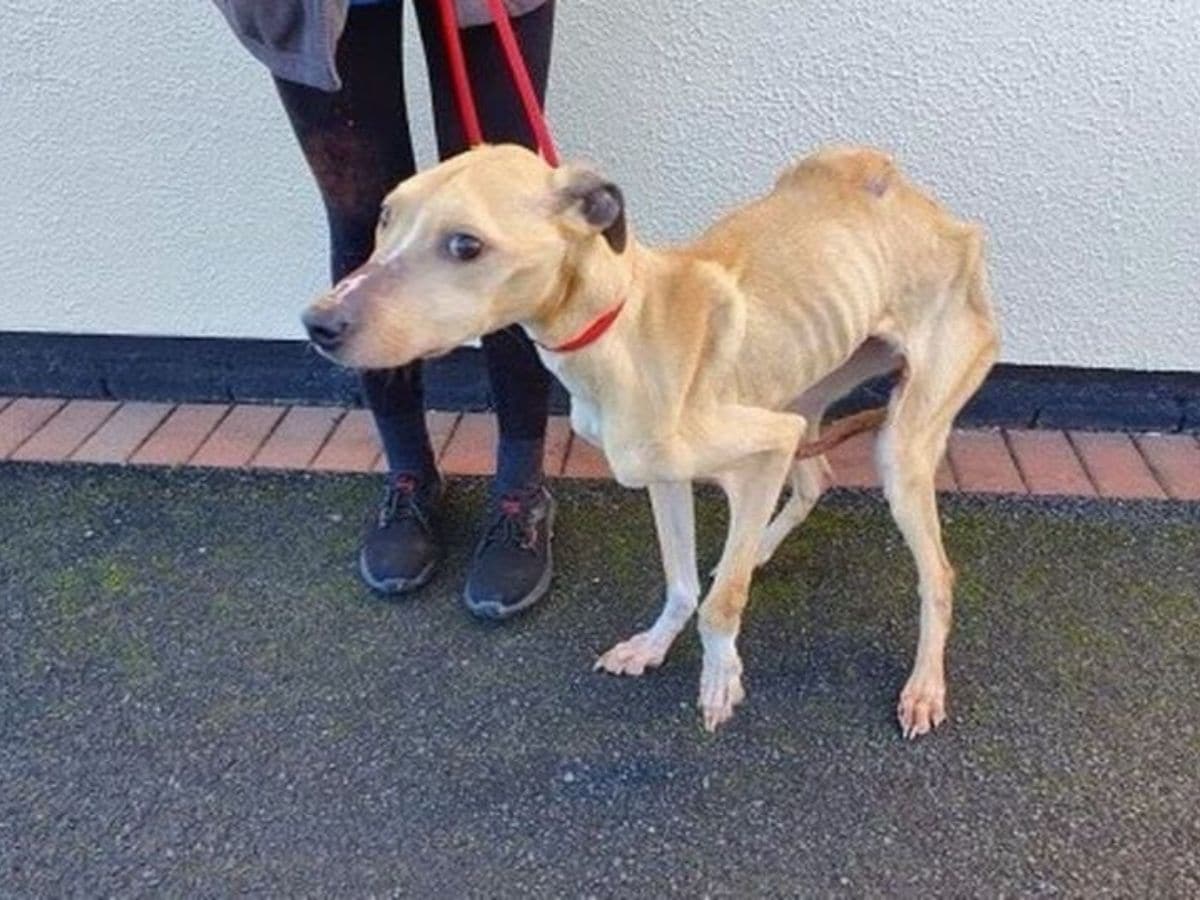 मालकिन की लापरवाही से हुआ कुत्ते का बुरा हाल, भूख के कारण अपनी ही पूंछ ...