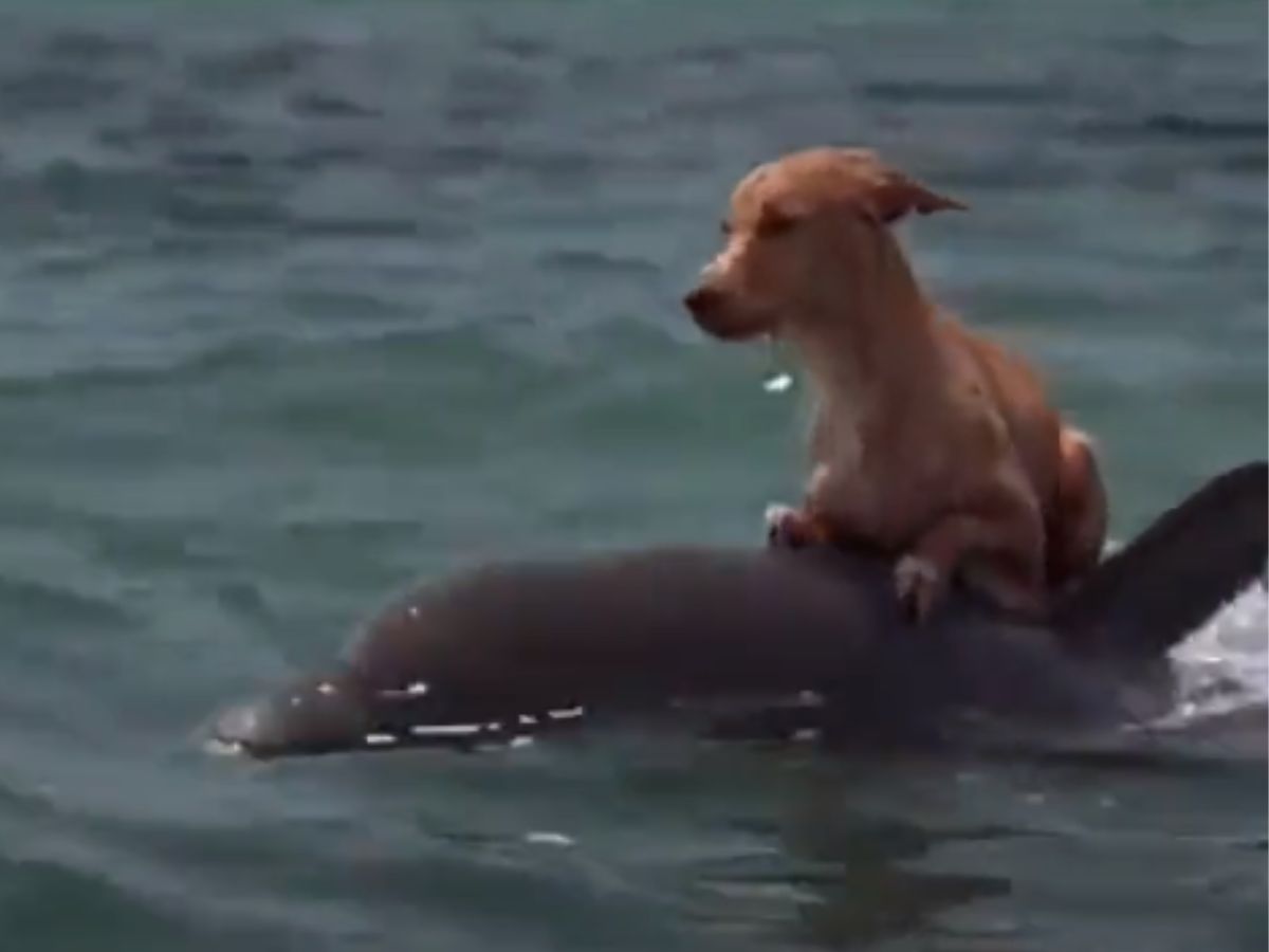 VIDEO: कुत्ते को अपनी पीठ पर बैठाकर तैरती दिखी डॉल्फिन, एक दूसरे में ...