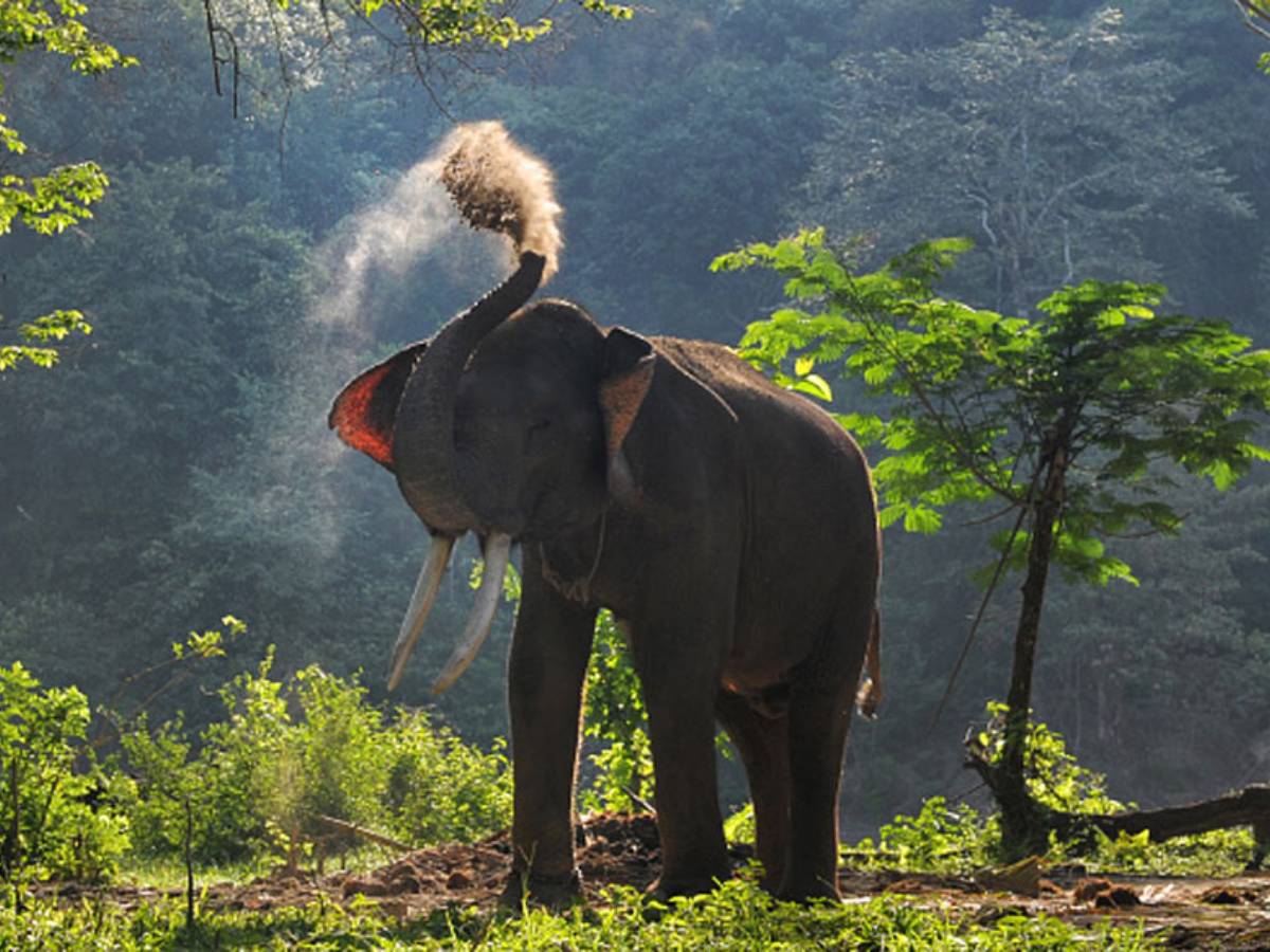 जब मुसीबत बन गए जानवर, कभी हाथी तो कभी शैतान गिलहरी ने किया जीना ...