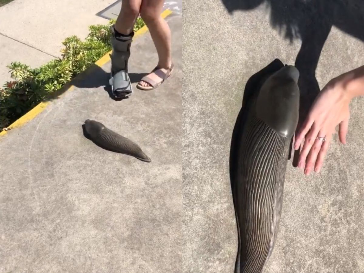 VIDEO: रेंगने वाले विशाल जीव को सड़क किनारे देख उड़ गए महिला के होश ...