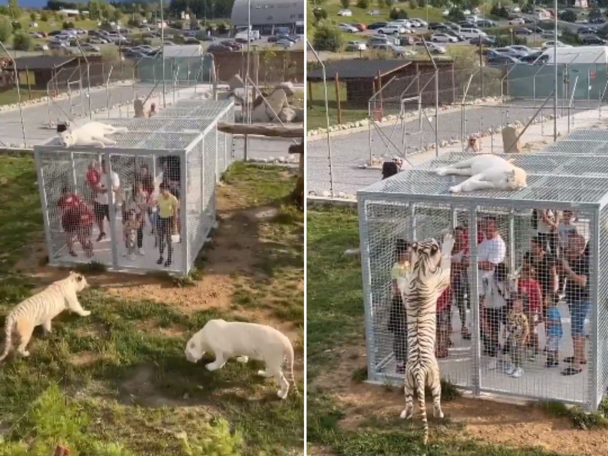 VIDEO: पिंजड़े के अंदर बंद दिखे इंसान, बाहर घूमते रहे जंगली जानवर ...