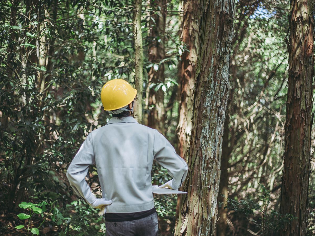 career in forestry: नेचर प्रेमी हैं तो बनाएं फॉरेस्‍ट्री में करियर, ऑ ...