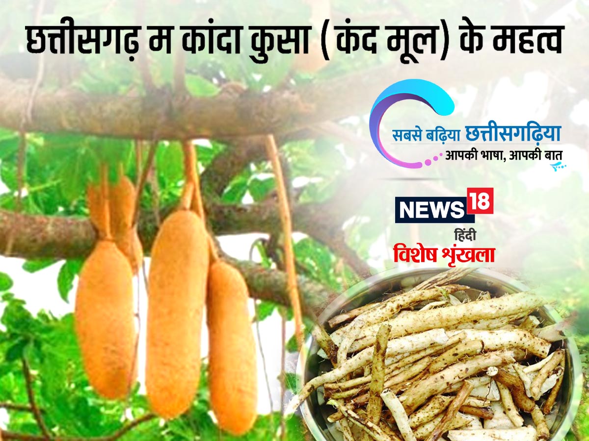 छत्तीसगढ़ी म पढ़व: छत्तीसगढ़ म कांदा कुसा ( कंद मूल) के महत्व ...