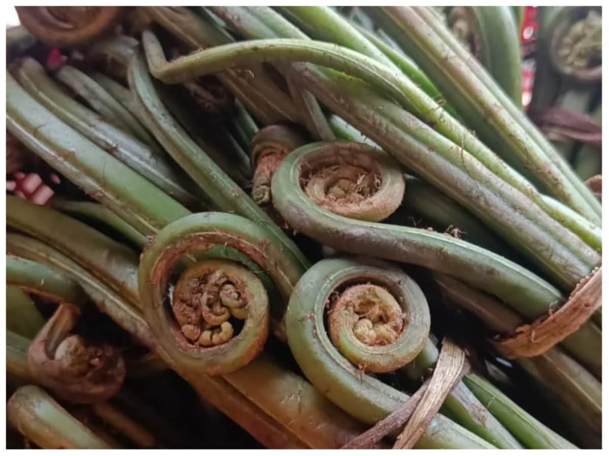 Linguda Vegetable: स्वाद और सेहत से भरपूर है यह पहाड़ी सब्‍जी, फायदे ...