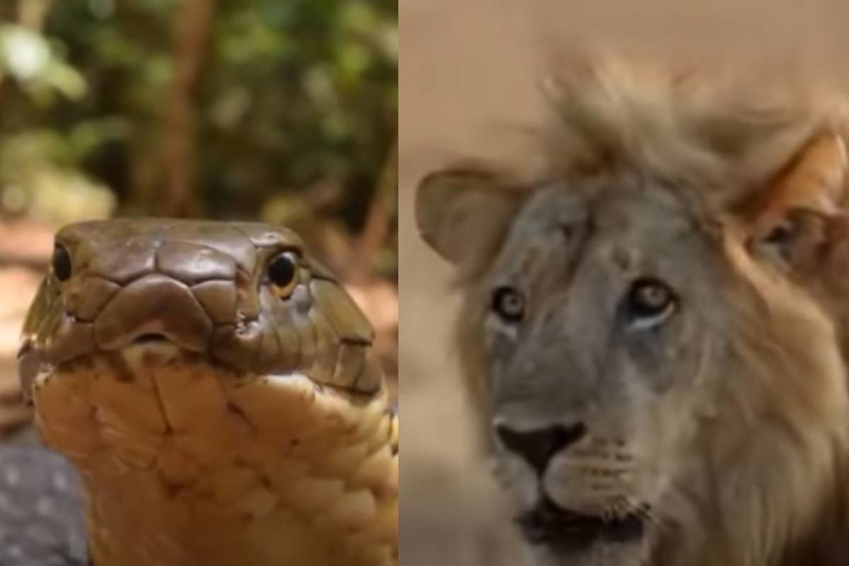Lion Vs Cobra