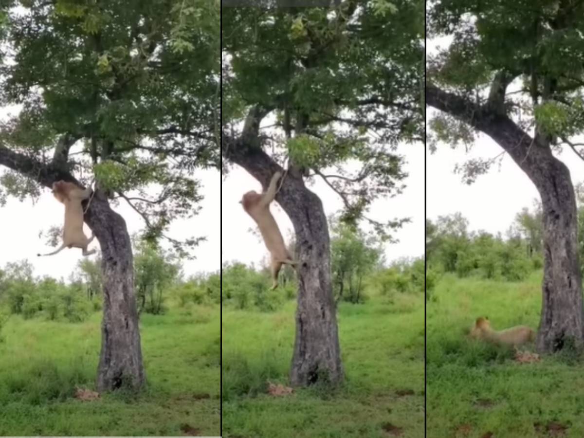 Video: लालच के चक्कर में टूटी 'राजा साहब' की कमर ! पेड़ पर चढ़ने के ...