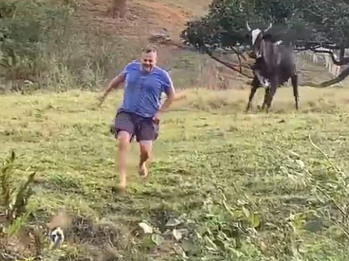 VIDEO: कई गायों ने मिलकर शख्स को खदेड़ा! जान बचाने के चक्कर में हुआ ऐसा ...