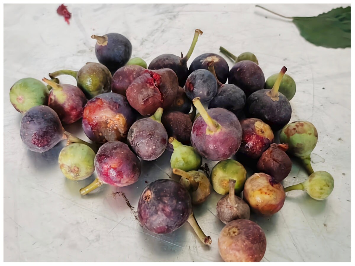 पीएम मोदी ने 'मन की बात' में किया था बेड़ू का जिक्र, जानें कितने रुपए ...