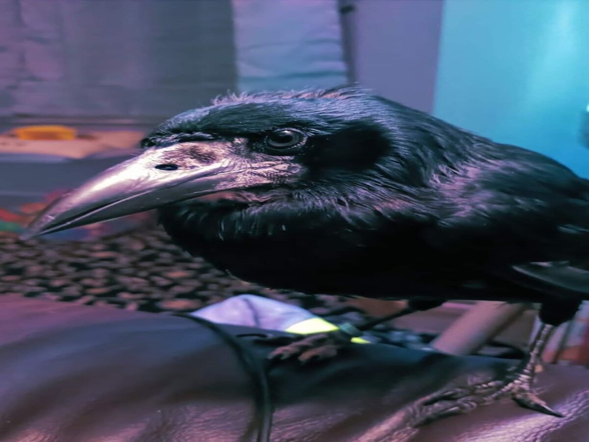 मालिक के अफेयर से जल-भून गया पालतू कौआ, गुस्से में घर छोड़ गया 'सौतन ...