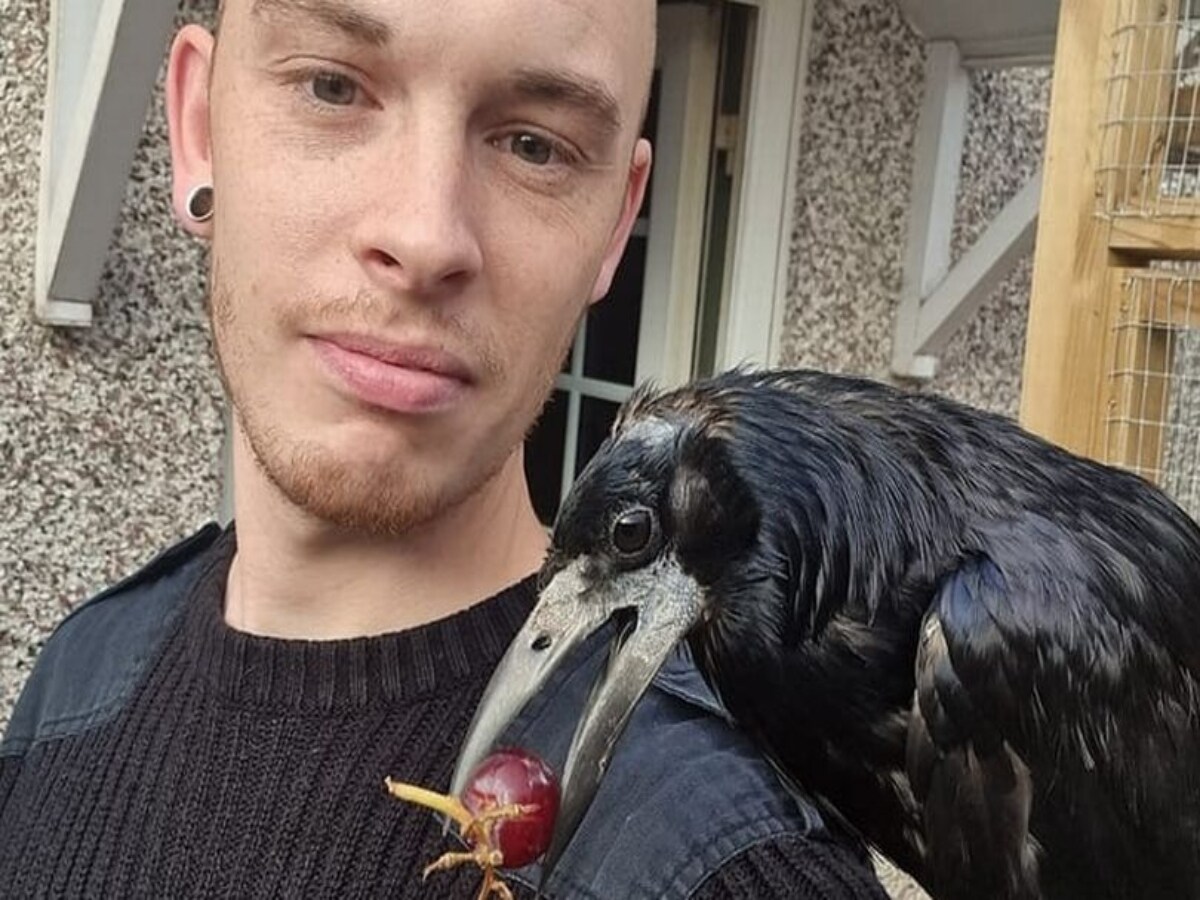 मालिक के अफेयर से जल-भून गया पालतू कौआ, गुस्से में घर छोड़ गया 'सौतन ...