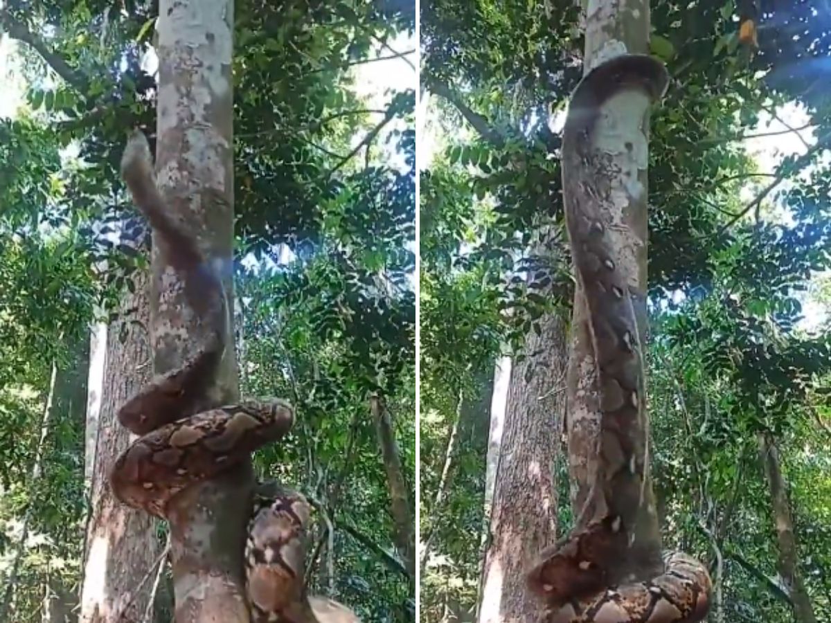 कभी अजगर को पेड़ पर चढ़ते देखा है? वायरल वीडियो में भयानक दृश्य देखकर ...