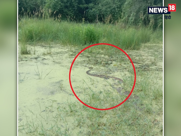 PHOTOS: यूपी के पीलीभीत में अचानक दिखा 'बाहुबली' अजगर, देखते ही लोग ...