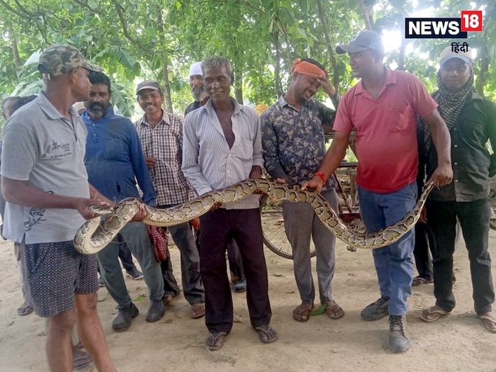 PHOTOS: यूपी के पीलीभीत में अचानक दिखा 'बाहुबली' अजगर, देखते ही लोग ...