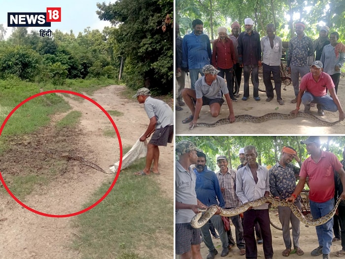 PHOTOS: यूपी के पीलीभीत में अचानक दिखा 'बाहुबली' अजगर, देखते ही लोग ...