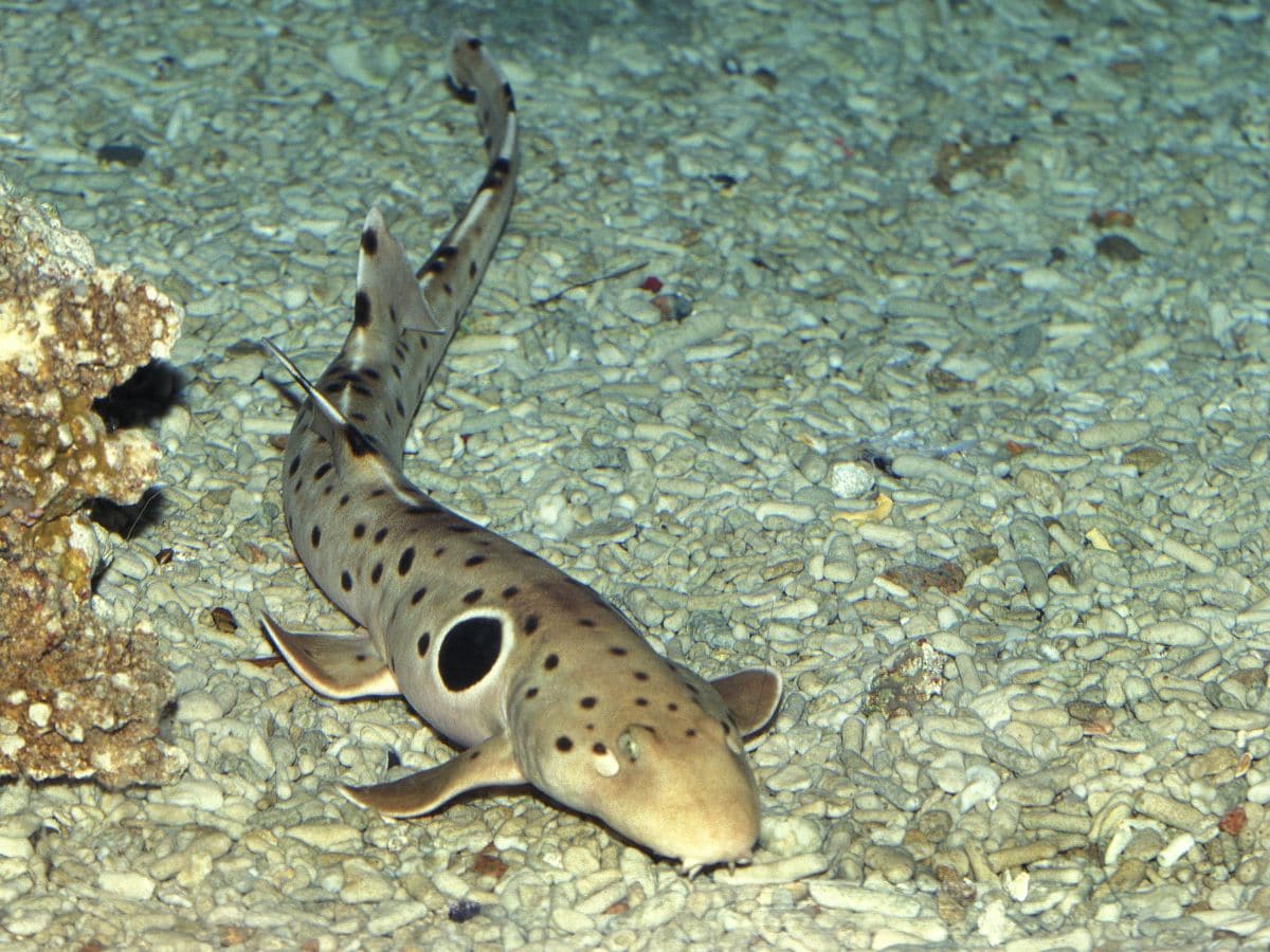 पानी से बाहर निकलकर जमीन पर चलने लगती है ये शार्क, 2 घंटे तक रह सकती है ...