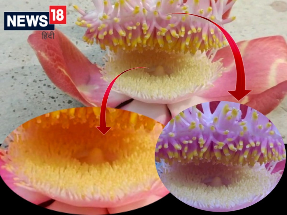 OMG News: भोलेनाथ को बहुत प्रिय है यह शिवलिंगी फूल, विस्तार से जानें ...