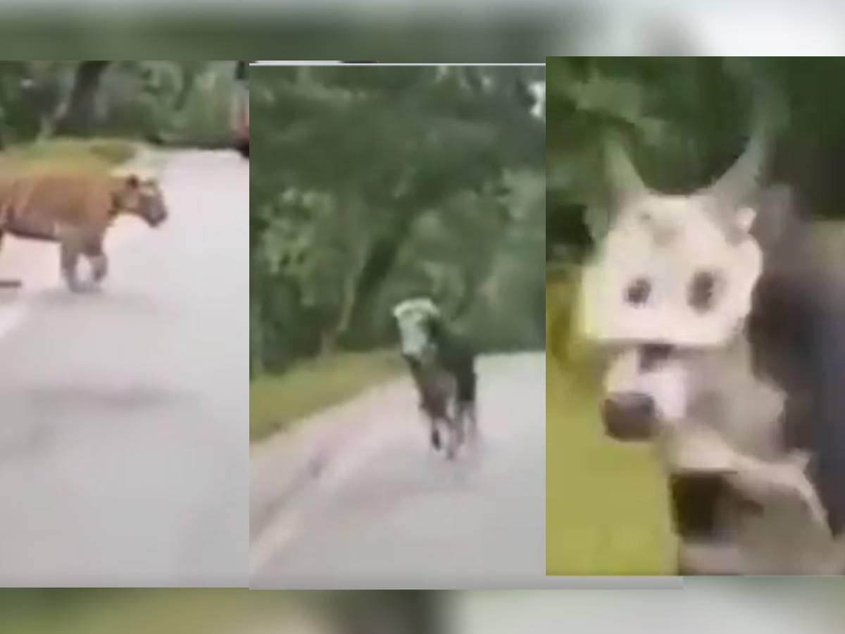 Video: टाइगर करने जा रहा था बैल का शिकार, हिम्मत देखकर खुद ही उल्टे ...