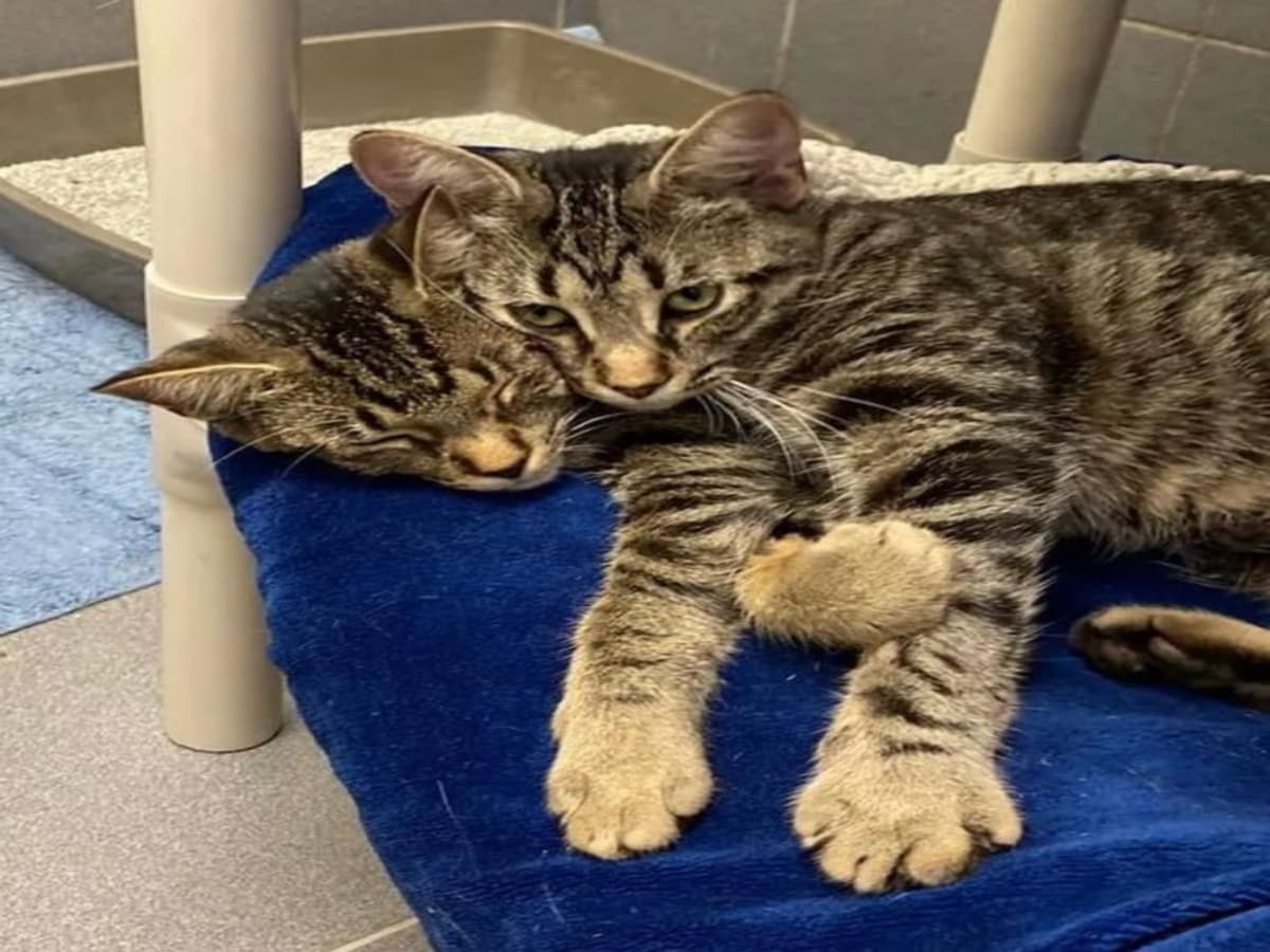 एक बार में नहीं समझ आएगी तस्वीर की सच्चाई, गौर से देखने पर आएगी नजर ...