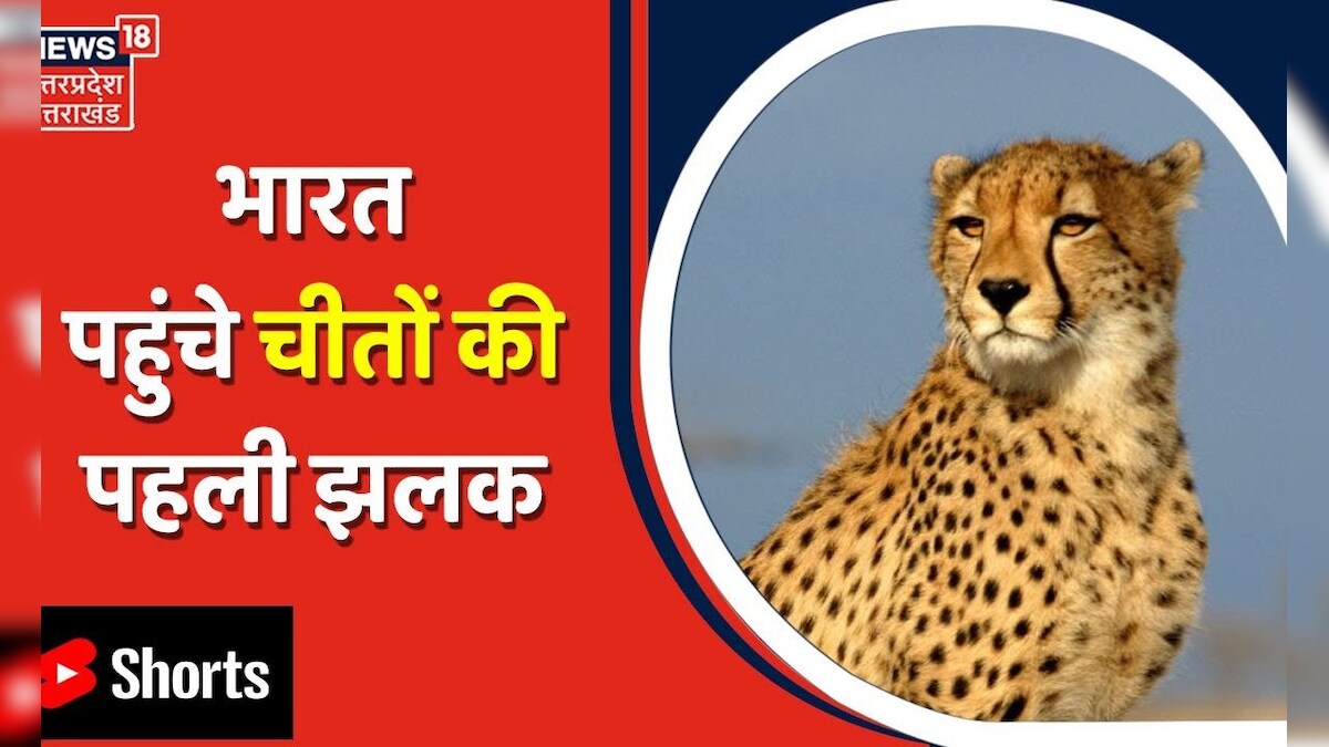 Cheetah Returns in India : India पहुंचे चीतों की पहली झलक | Kuno ...